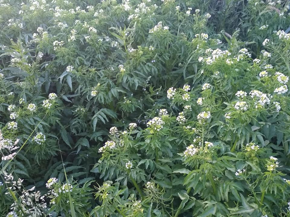 Miellée de printemps - Miellerie Vaudoise